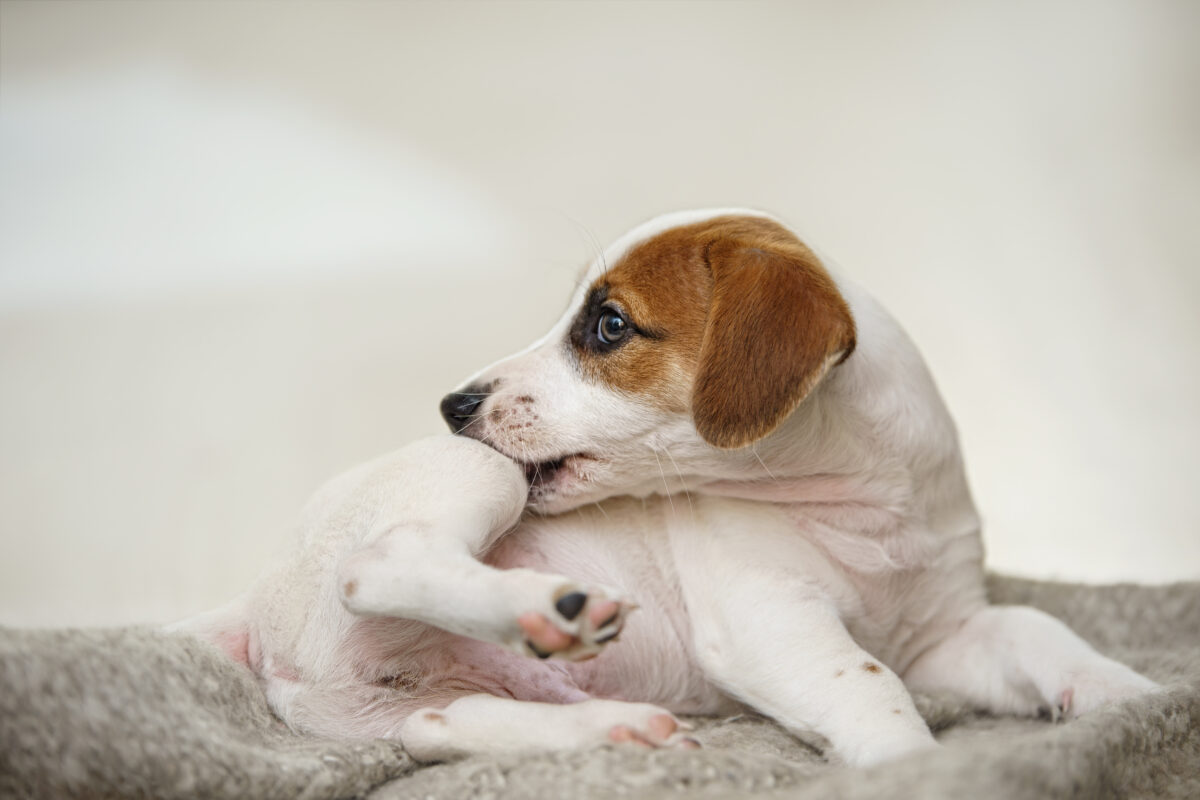 Flea Allergy Dermatitis