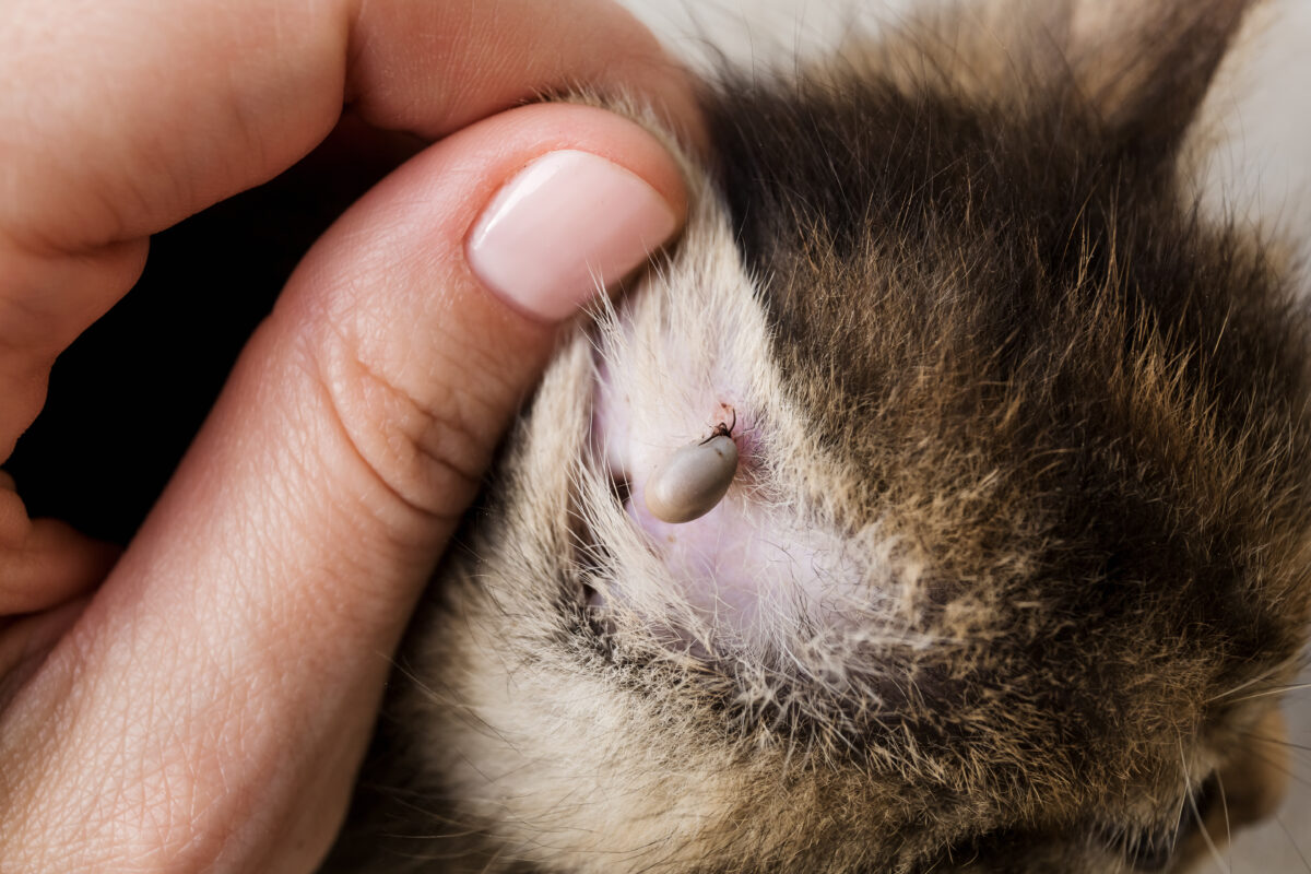 Critters on Kittens: what parasites pose a risk to your kitten?